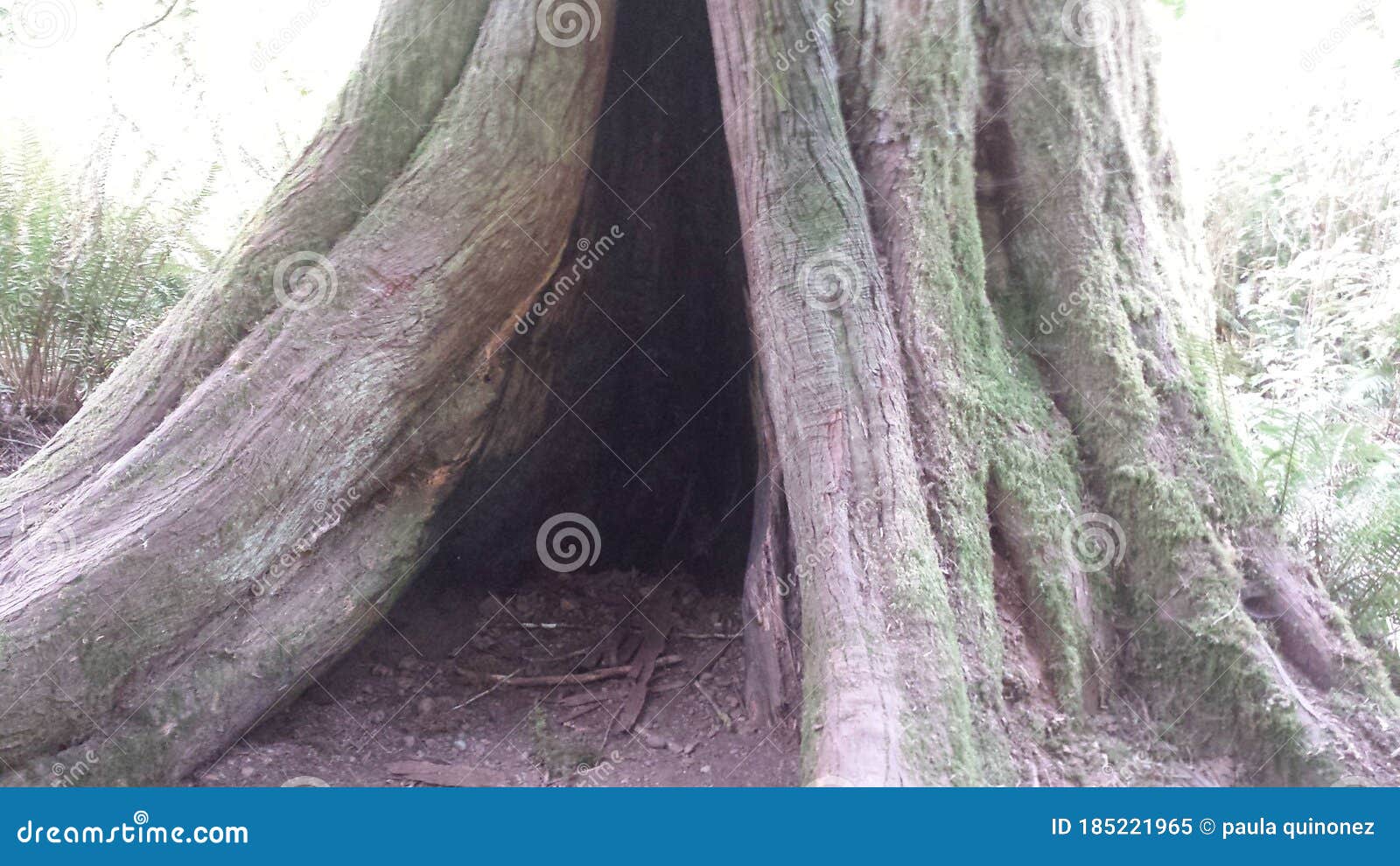 A Big Tree Trunk with a Cave Stock Image - Image of flower, jungle ...
