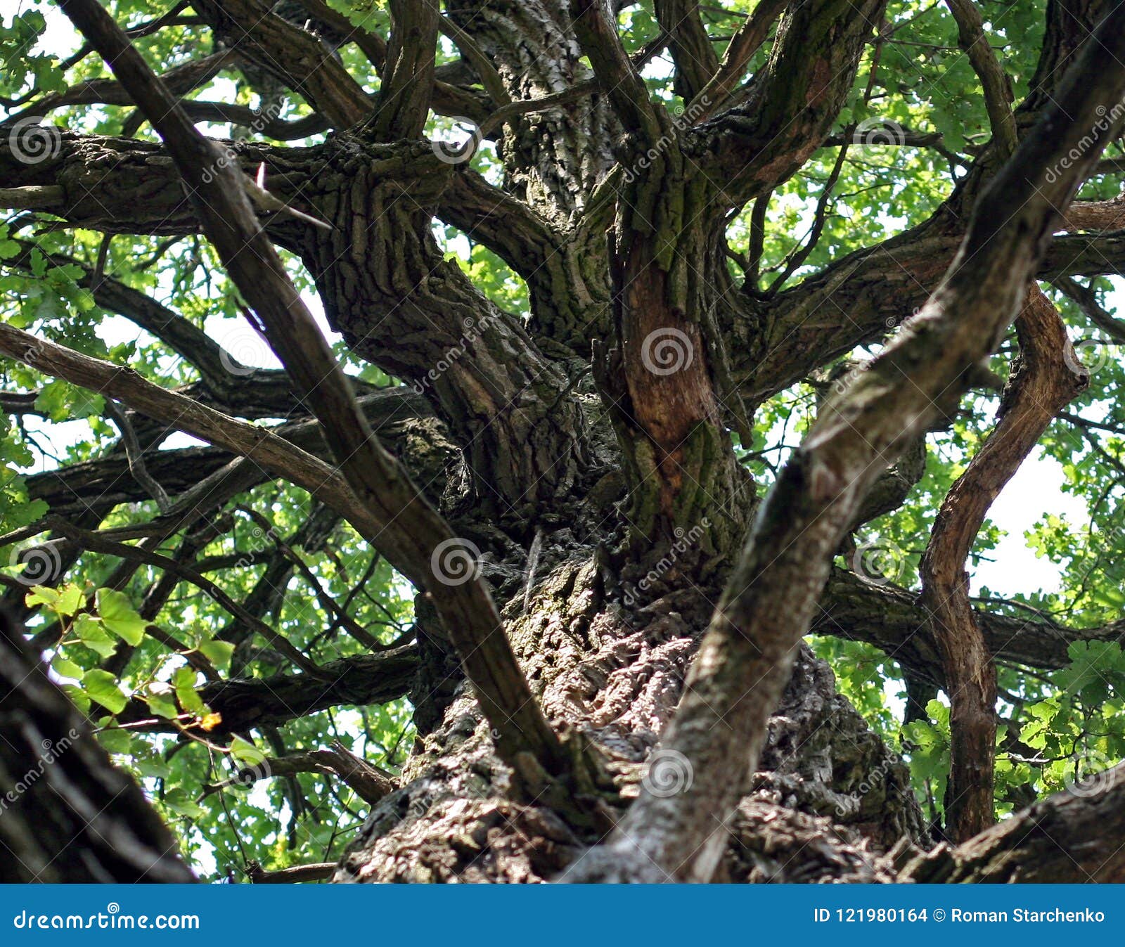 A Big Tree Trunk with a Lot of Branches and Green Foliage on the Top ...