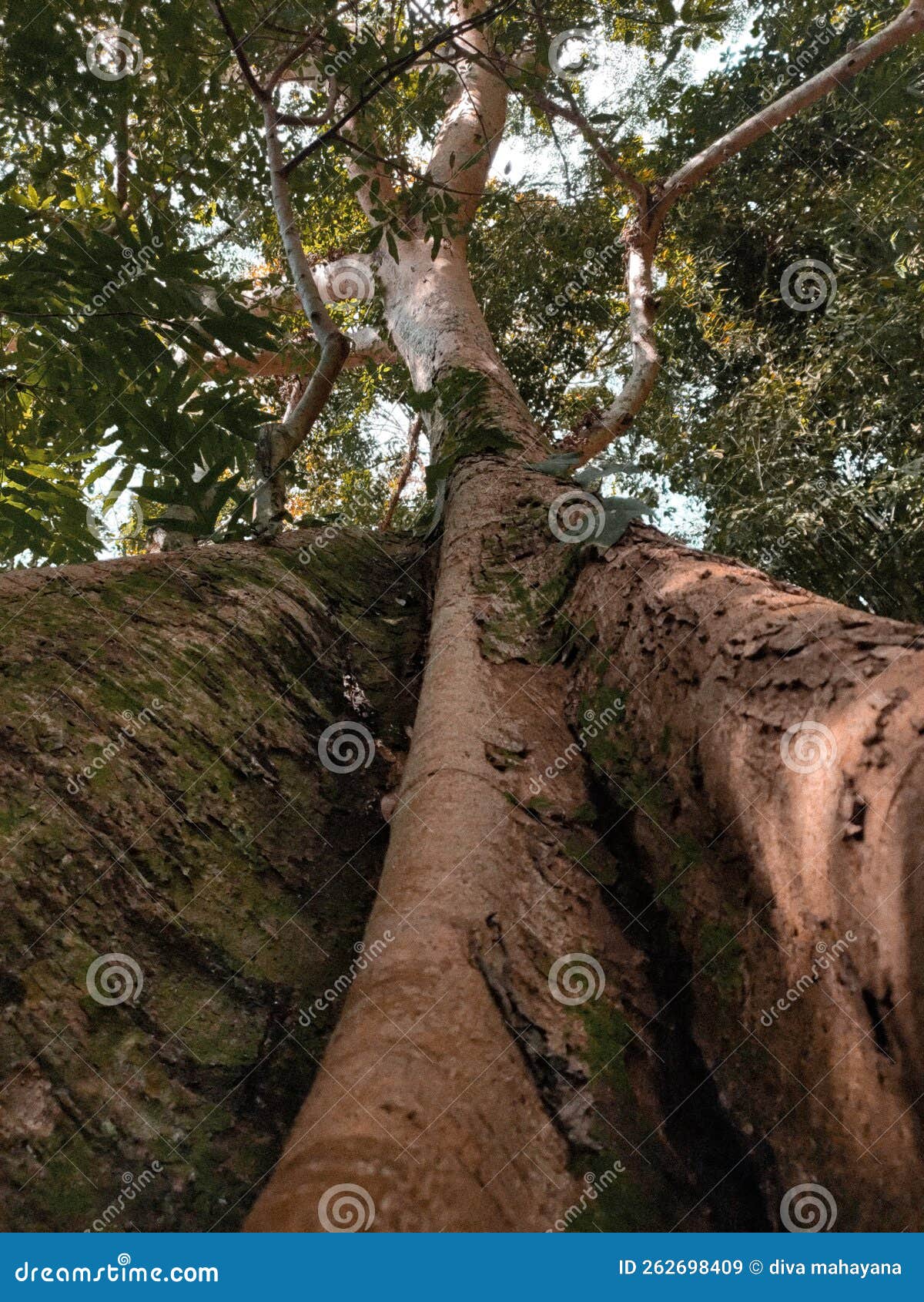 Big Tree Trunk in the Middle of the Forest Stock Image - Image of ...