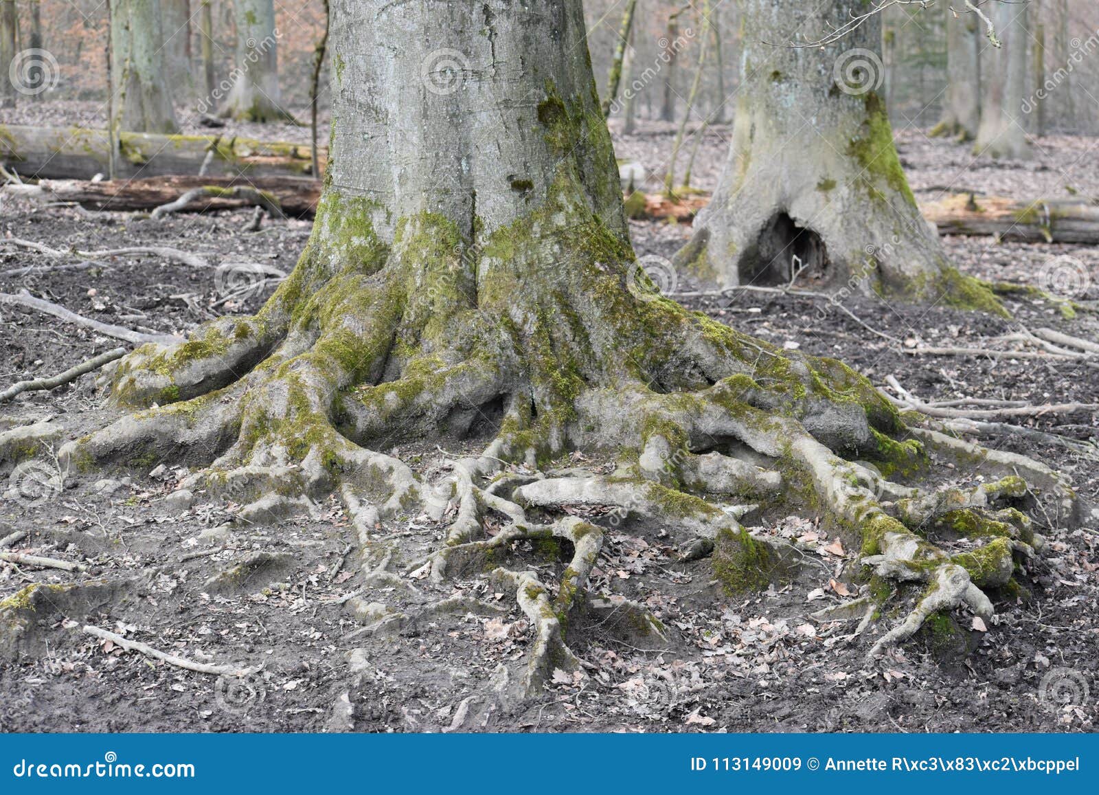 Big Tree Trunk with Moss in a Forest in Germany Stock Image - Image of ...