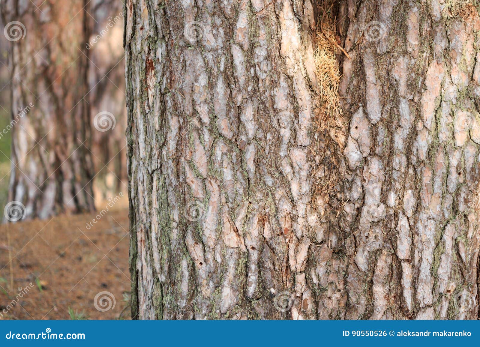 Big Tree Trunk Pine in the Woods Stock Photo - Image of life, embrace ...