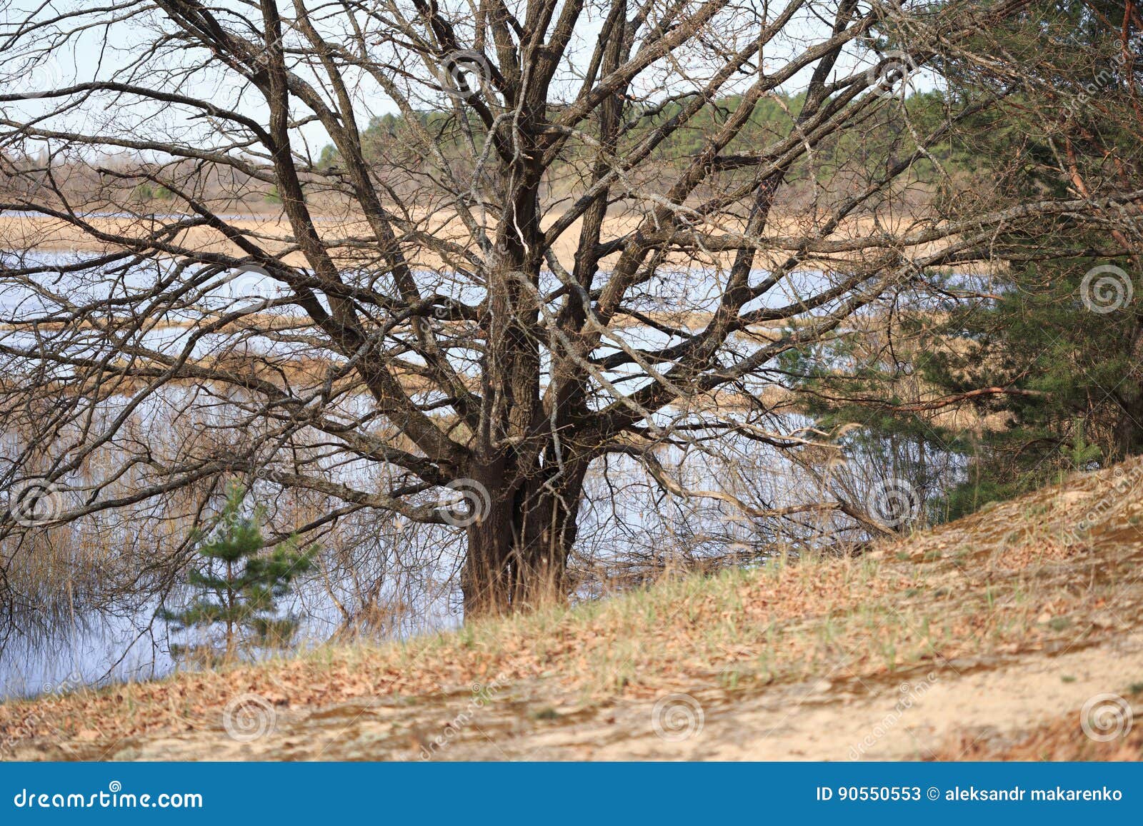 Big Tree Trunk Pine in the Woods Stock Image - Image of park, hold ...