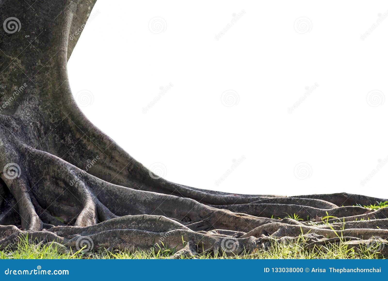 Big Tree with Trunk and Roots Spreading Out Beautiful on Grass G Stock ... Big Tree with Trunk and Roots Spreading Out Beautiful on Grass G Stock ...