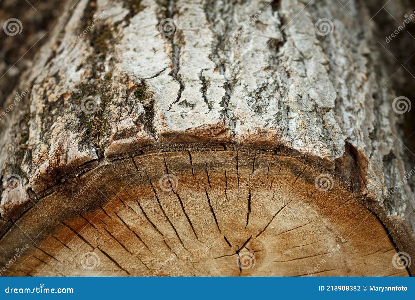 Big Tree Trunk in a Section Stock Photo - Image of trunk, tree: 218908382