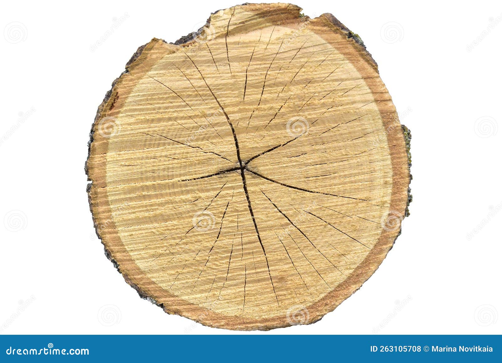 Big Tree Trunk Slice Cut from Old Wood Isolated on White Background ...