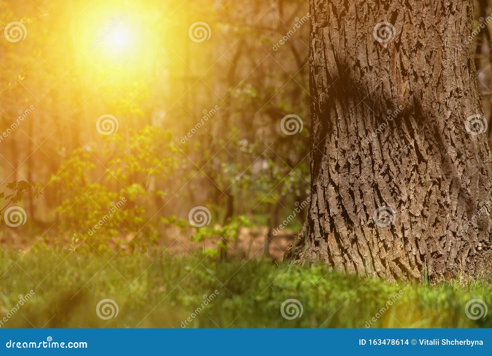 Big Tree Trunk at Sunset. Space for Text Stock Photo - Image of view ...