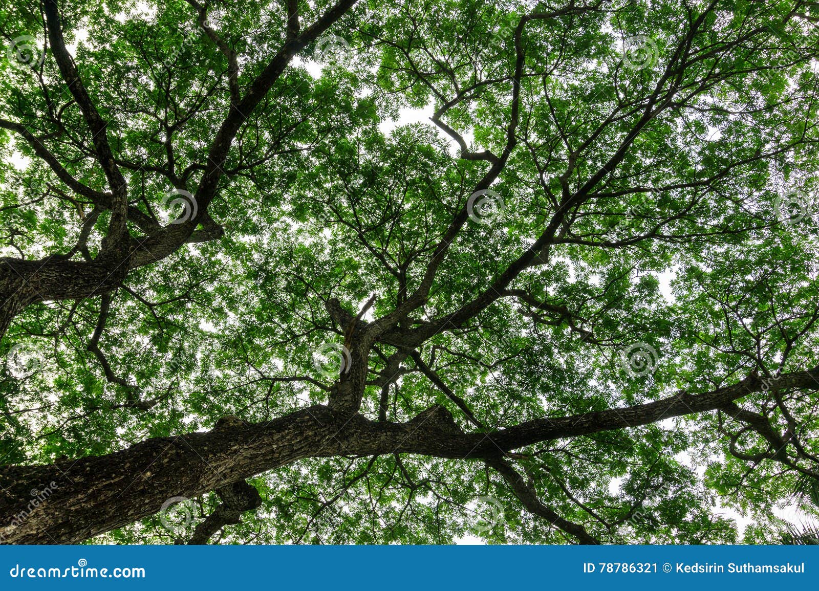 Big Tree Trunk and Tree Branch Over Head Stock Image - Image of season ...