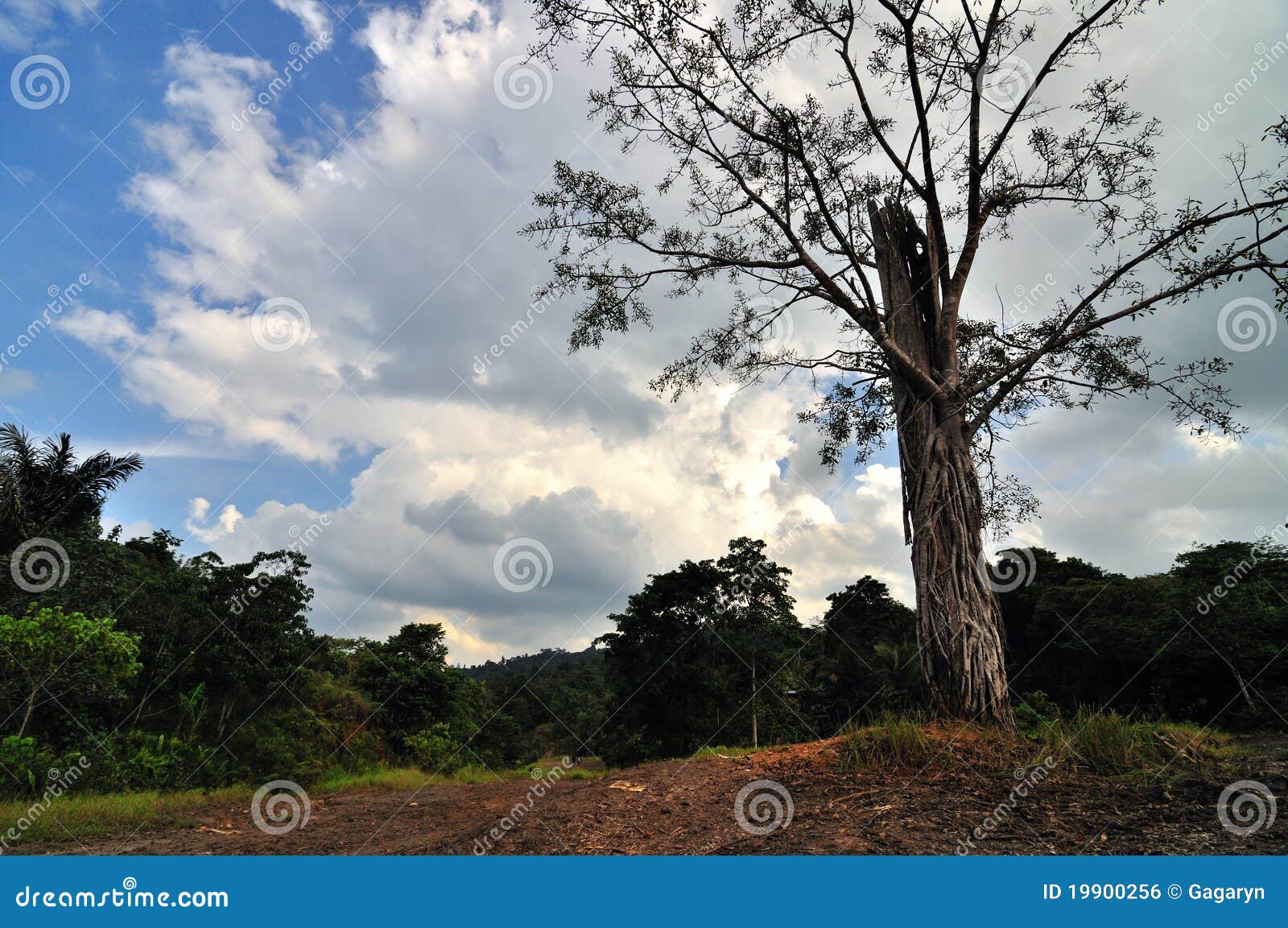 Big Tree Trying To Grow Again Stock Photo - Image of ether, earth: 19900256