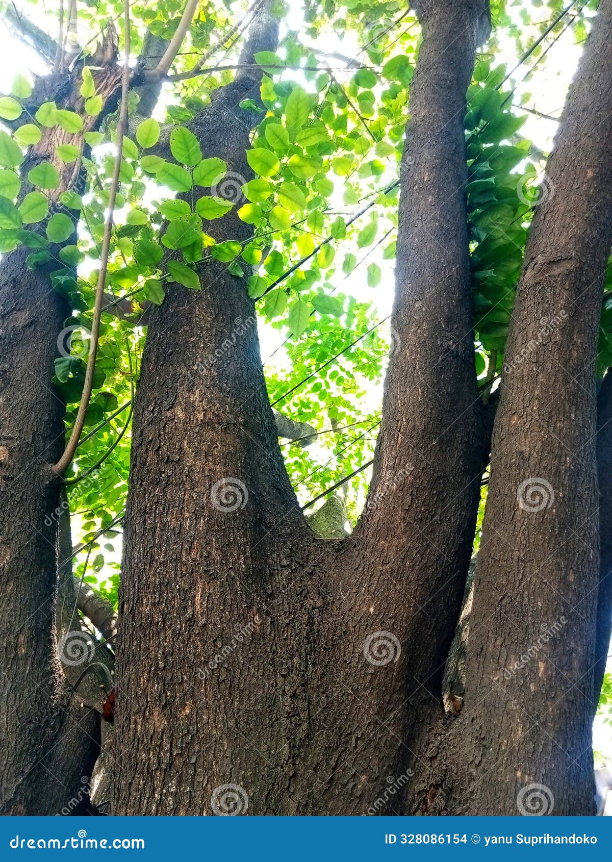 Big Tree in a Unique Forest with Lots of Tree Branches Stock Photo ...