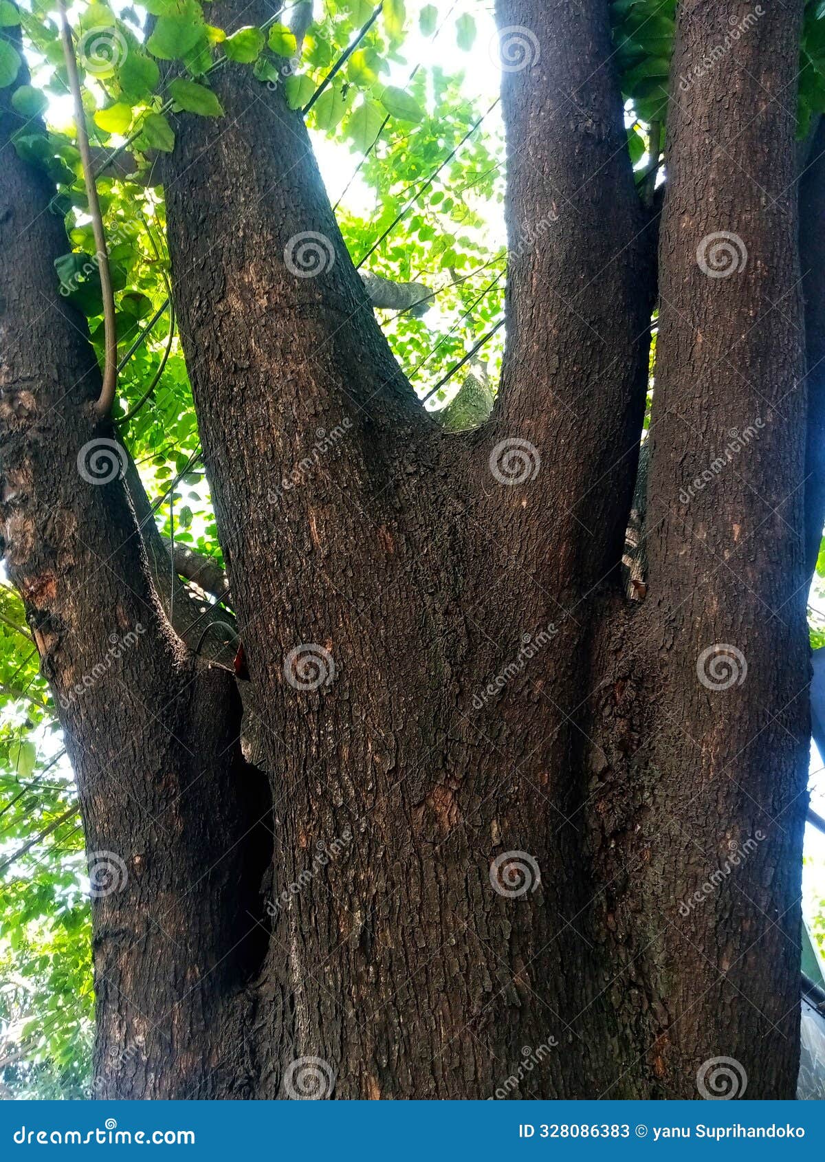 Big Tree in a Unique Forest with Lots of Tree Branches Stock Image ...