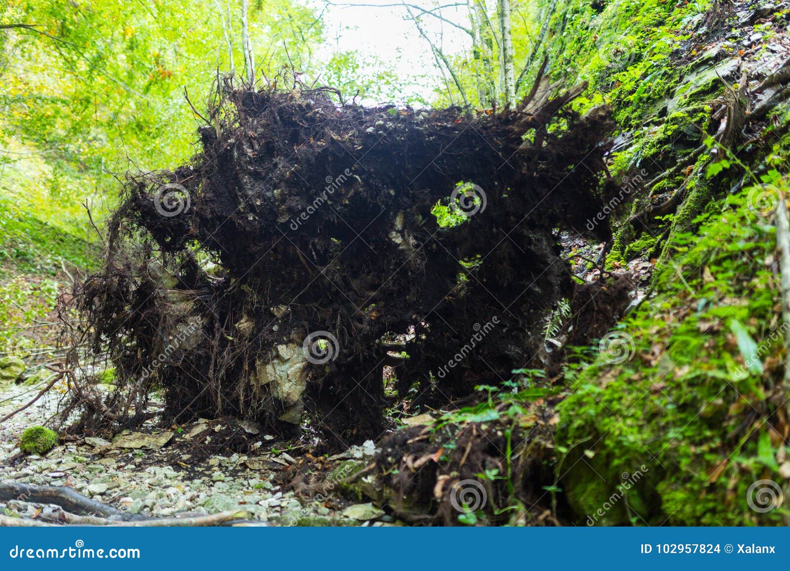 Uprooted big tree stock photo. Image of mountain, lumber - 102957824