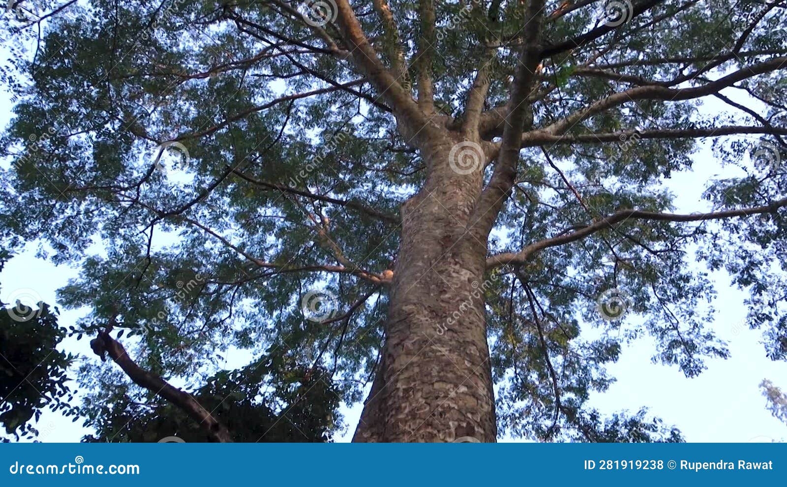 A Big Tree Upward Rotating Cinematic Shot. Indian Forest Stock Footage ...