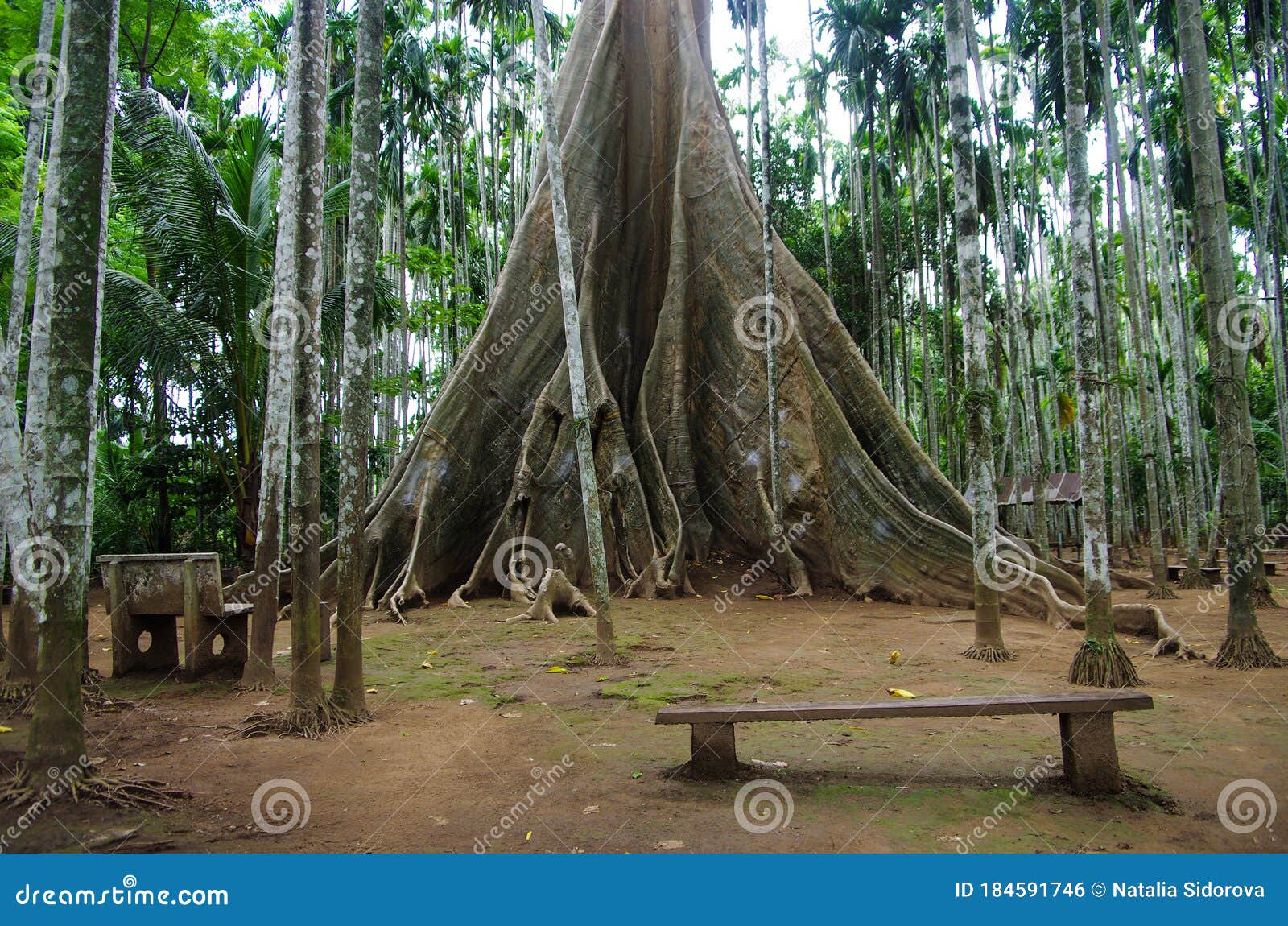 The Big Tree in Uthai Thani, Thailand Stock Photo - Image of tree ...