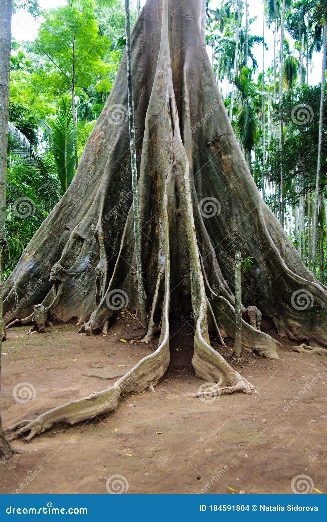 The Big Tree in Uthai Thani, Thailand Stock Photo - Image of natural ...