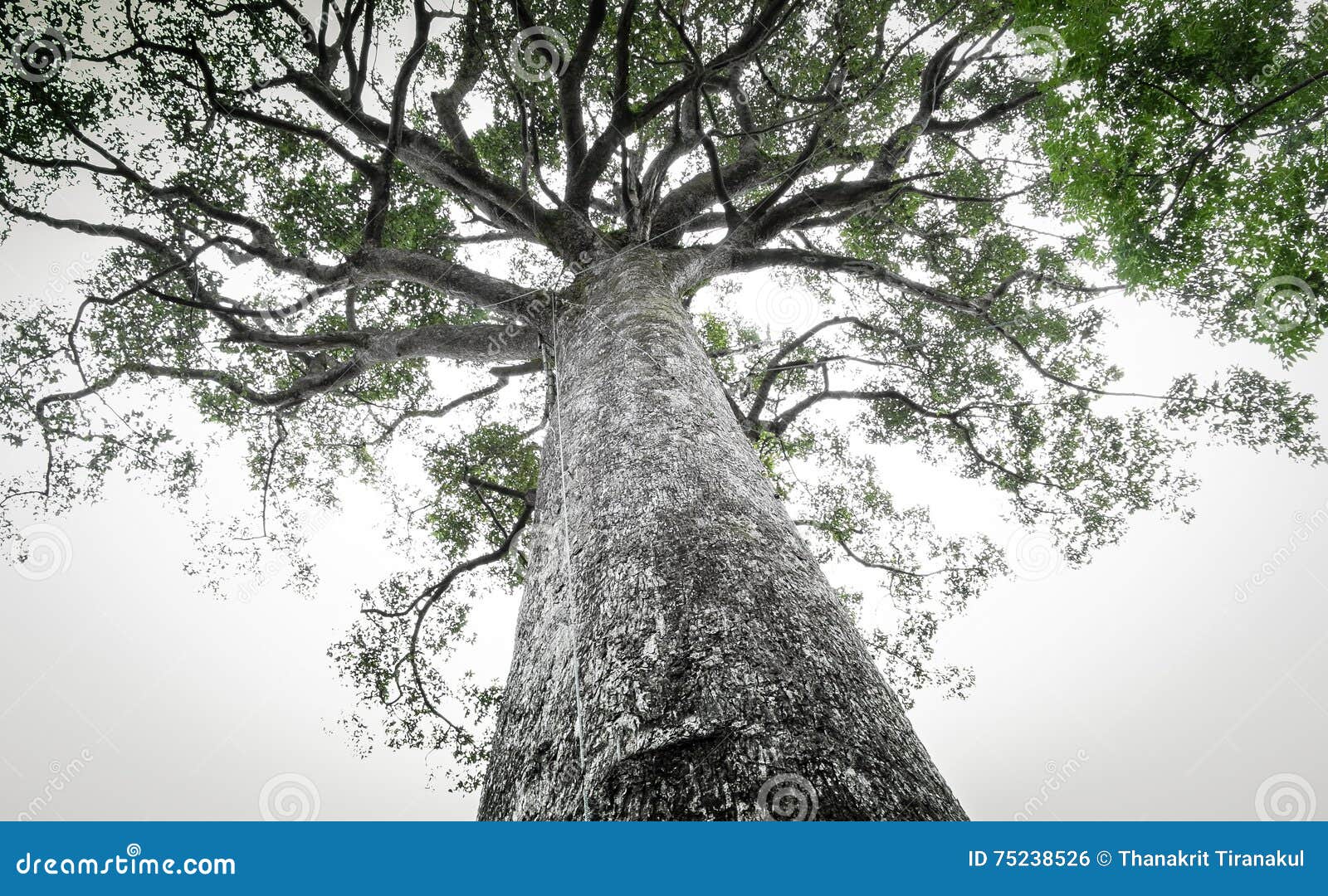 Big tree stock photo. Image of high, huge, dipterocarpus - 75238526