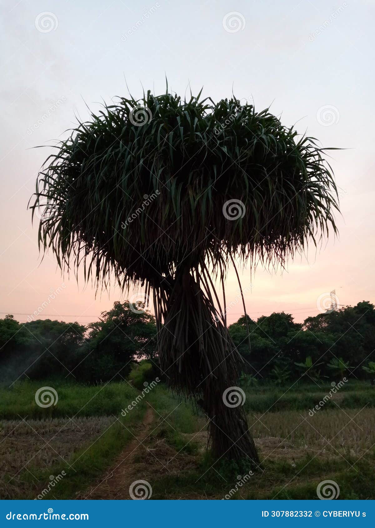 Big Tree, Very Unique and Cool Stock Photo - Image of cool, tree: 307882332