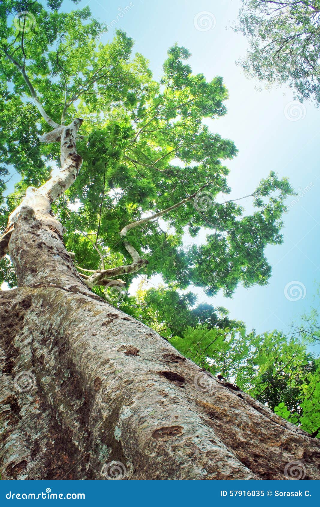 Big tree stock image. Image of view, texture, surface - 57916035
