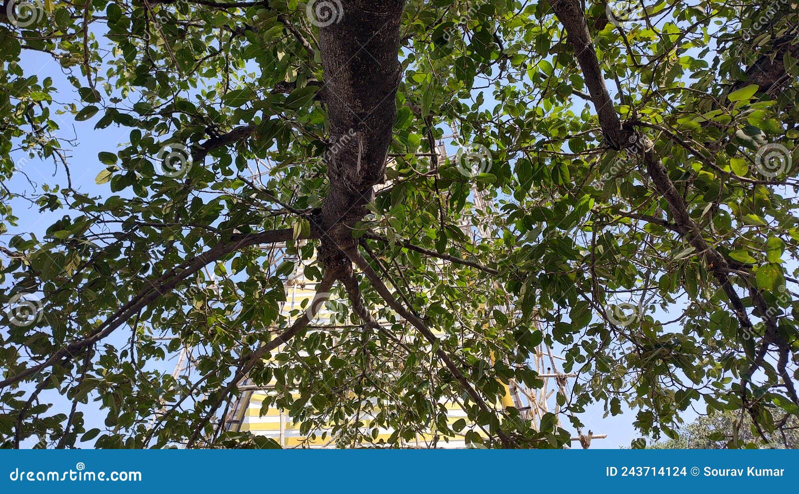 Big Tree View from Bottom of the Tree Stock Photo - Image of garden ...