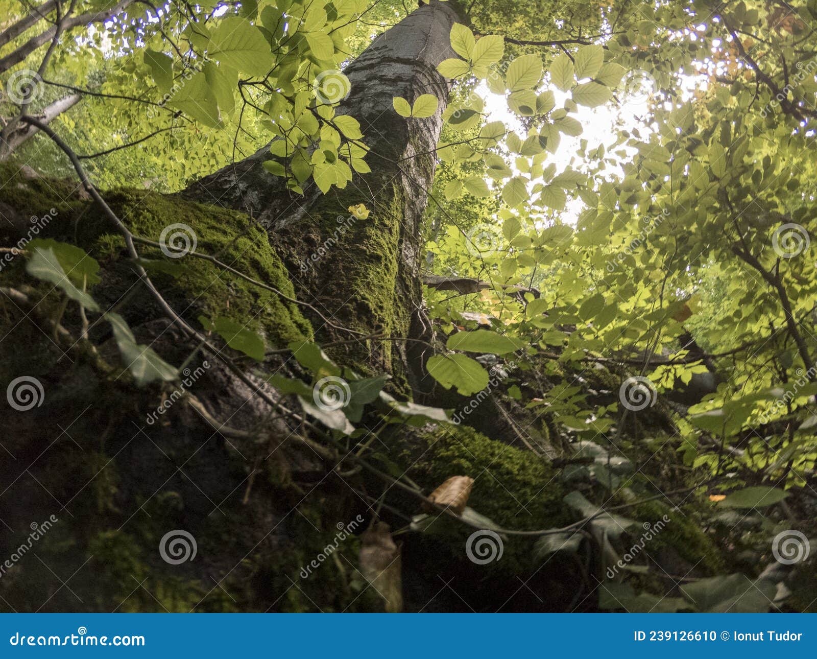 Big Tree View from Bug`s Eye Perspective Stock Photo - Image of view ...