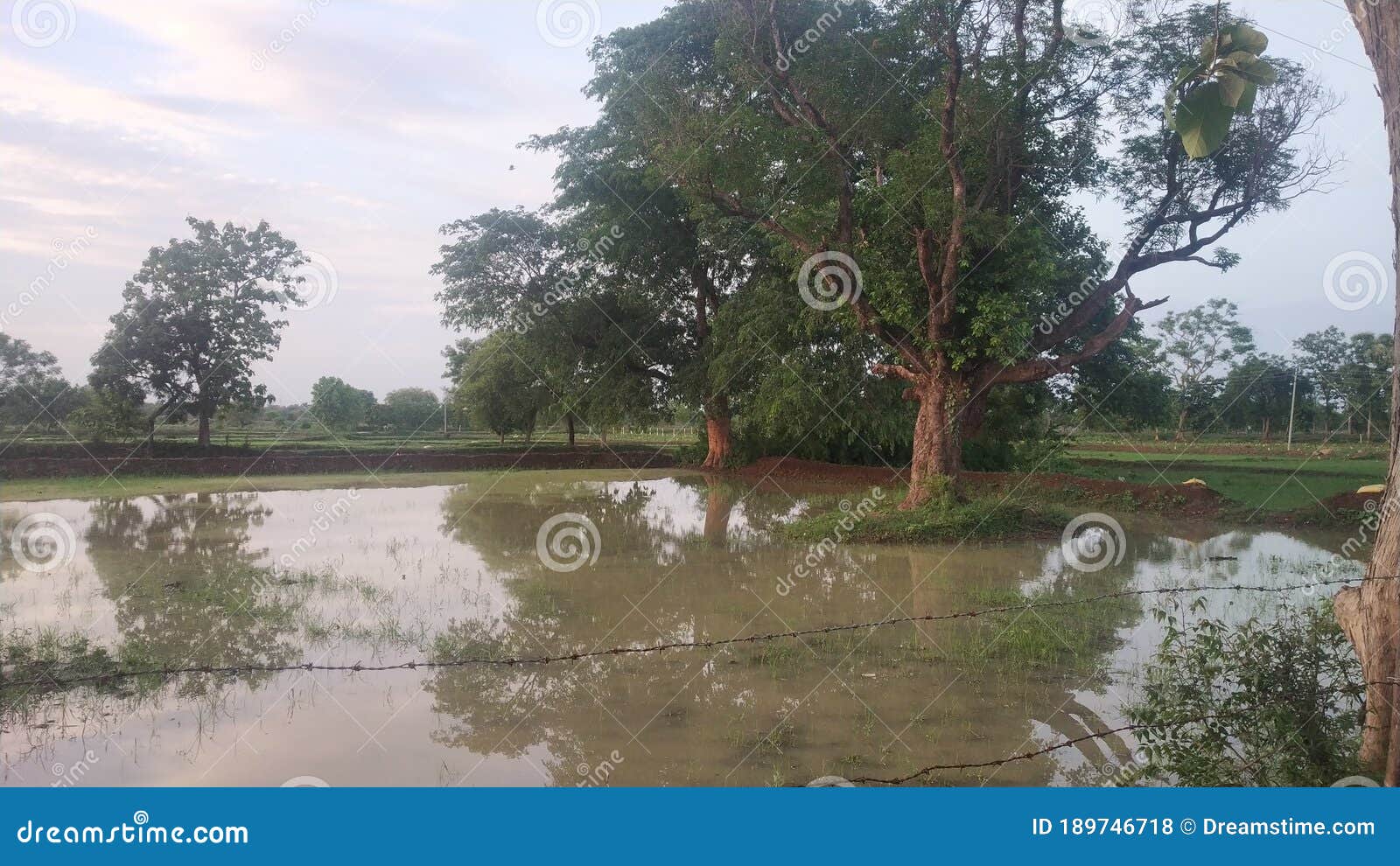 Big Tree View in Farm Water in Monsoon Natural Beauty Stock Photo ...