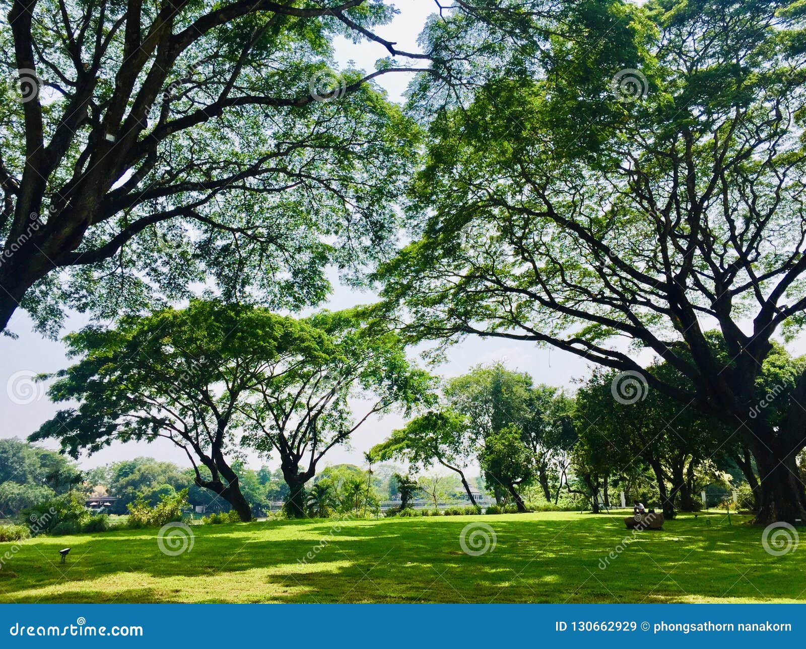 Big tree stock image. Image of thai, tree, green, holiday - 130662929