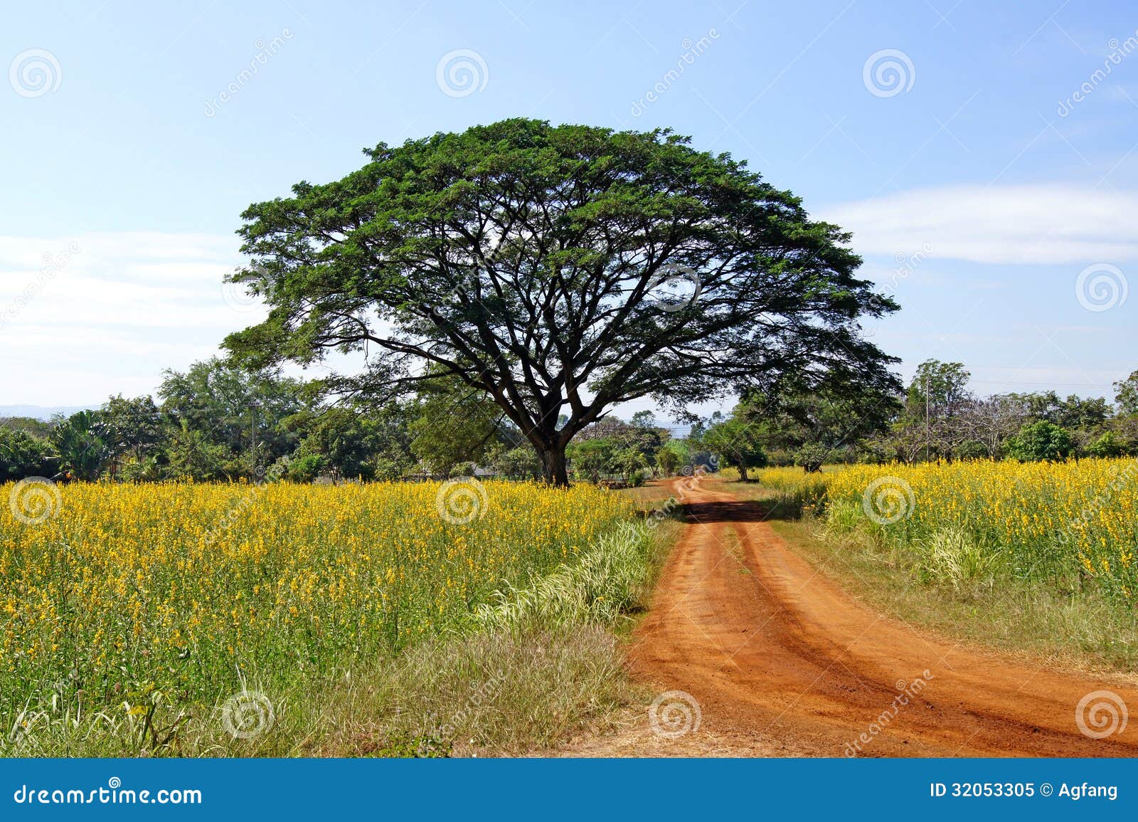 A big tree stock image. Image of garden, environment - 32053305