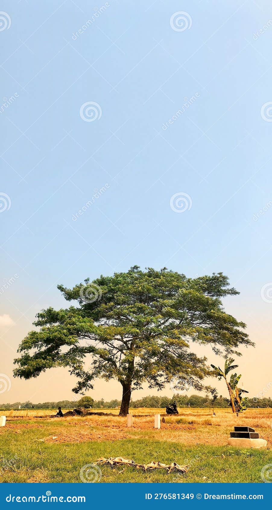 Big Tree in the Village Cemetery Stock Image - Image of cemetery ...