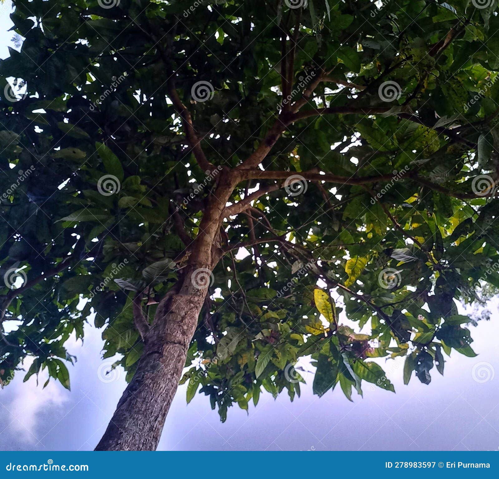 Big Tree in the Village House Yard Stock Image - Image of yard, tree ...
