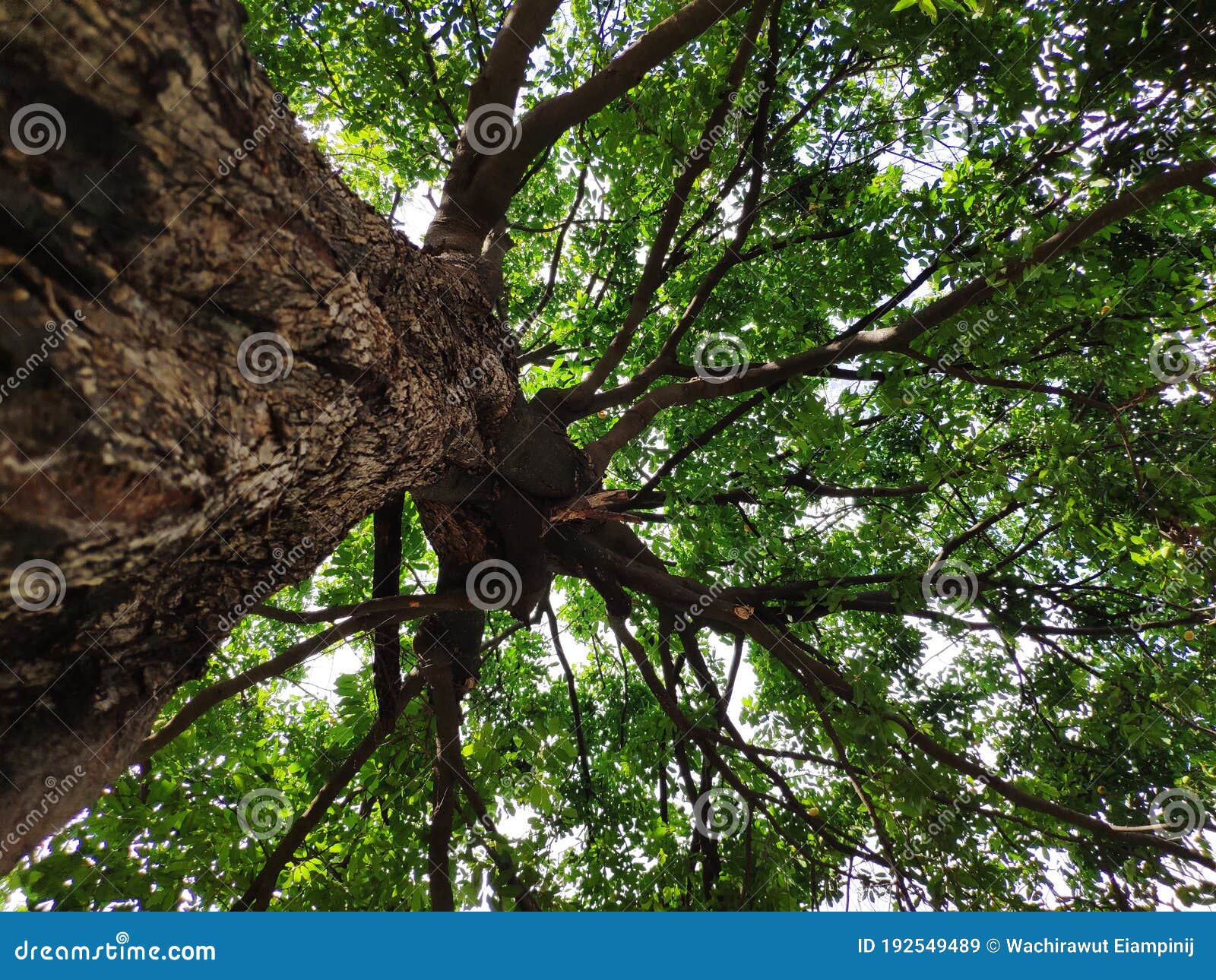 The Big Tree Was Taken from the Bottom. Stock Image - Image of produce ...