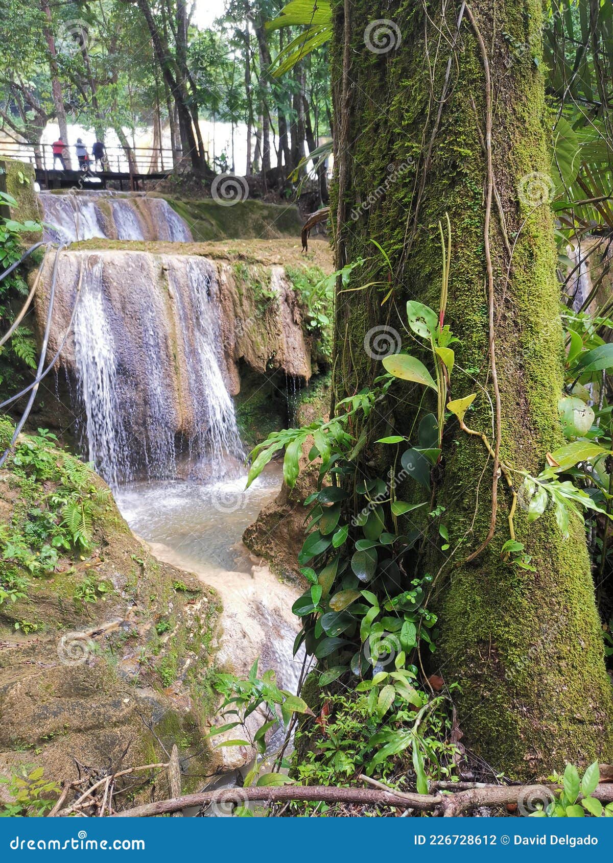 Big Tree and Waterfall in the Jungle Stock Photo - Image of stream ...