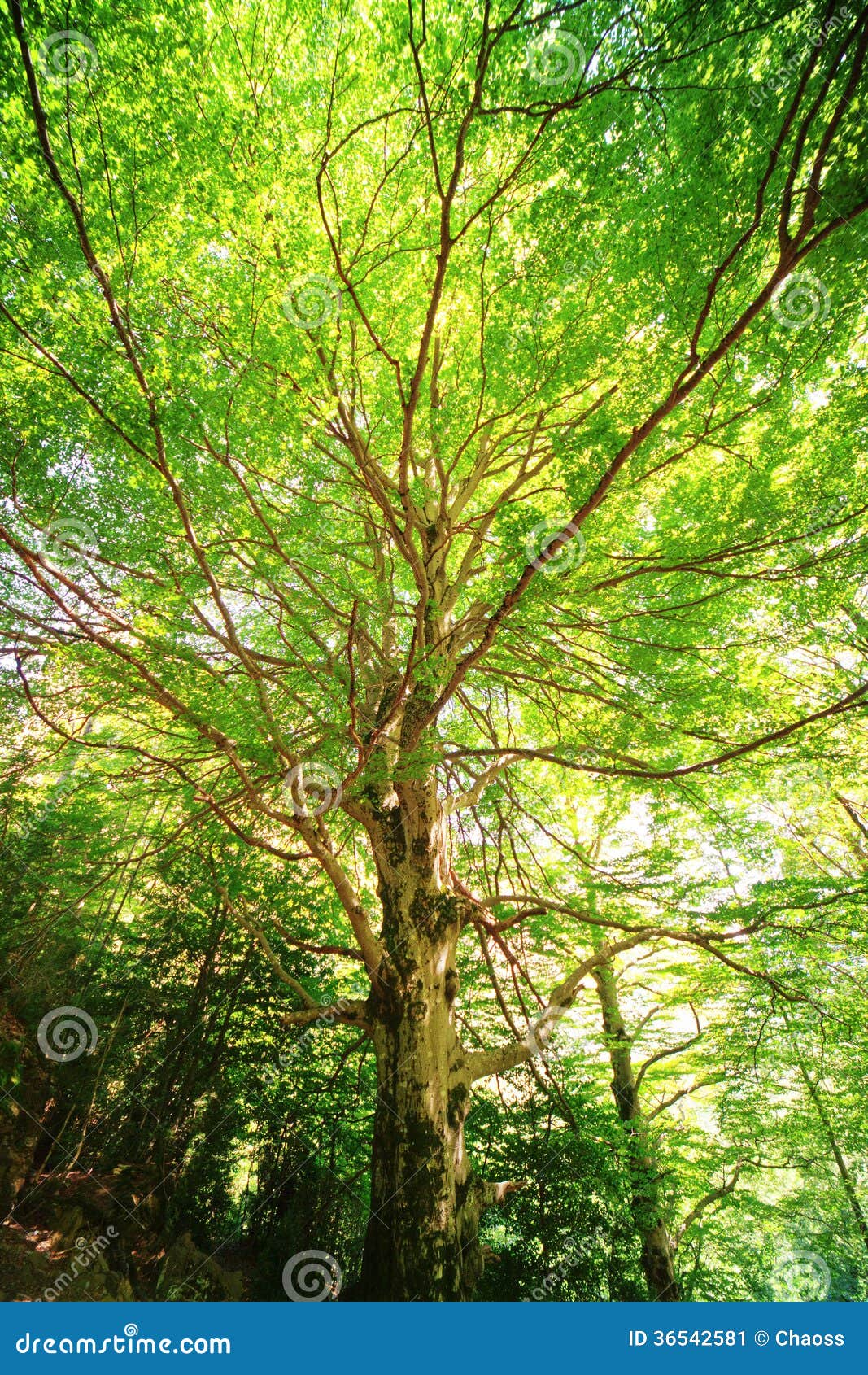 Big tree stock image. Image of park, vibrant, angle, branch - 36542581