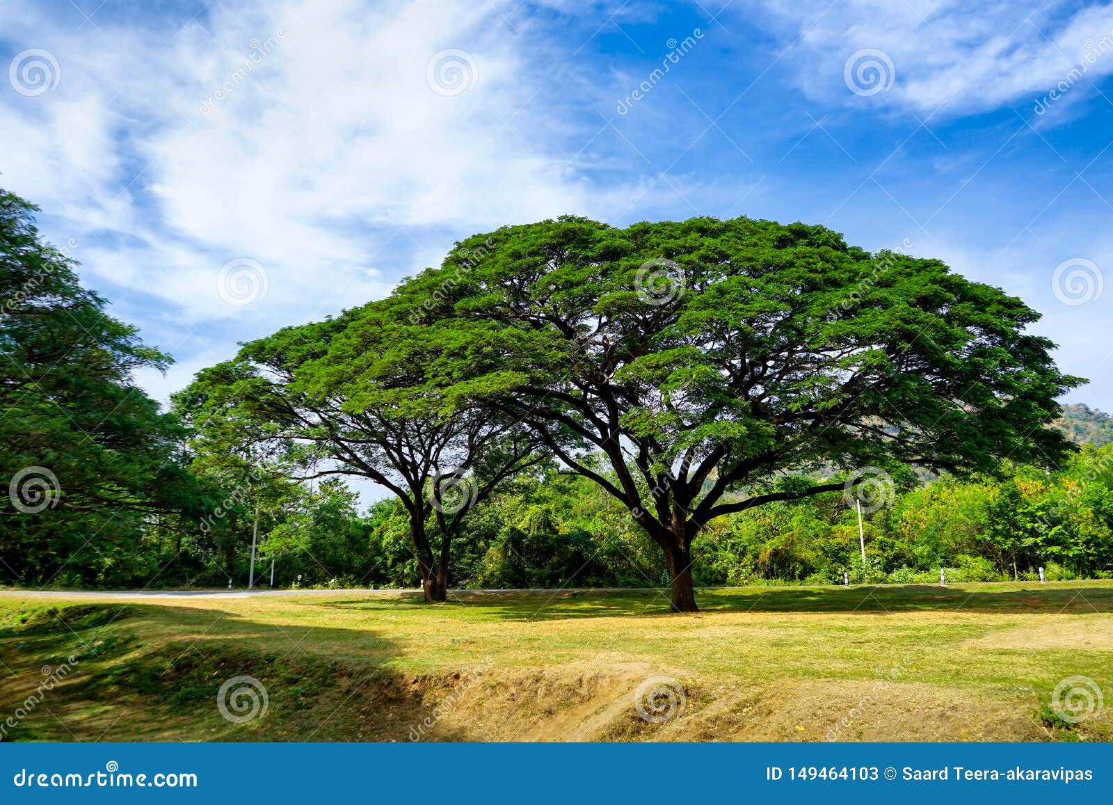 Big Tree with Wide Branches on Sunny Day Stock Image - Image of ...