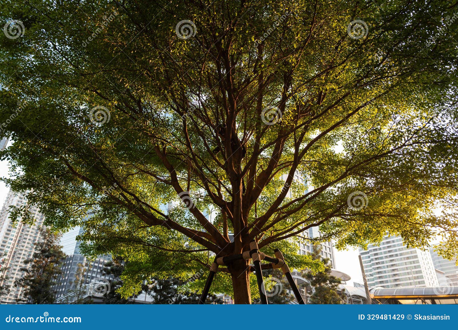 Big Tree with Wide Branches Touching the Sunset with Background of ...