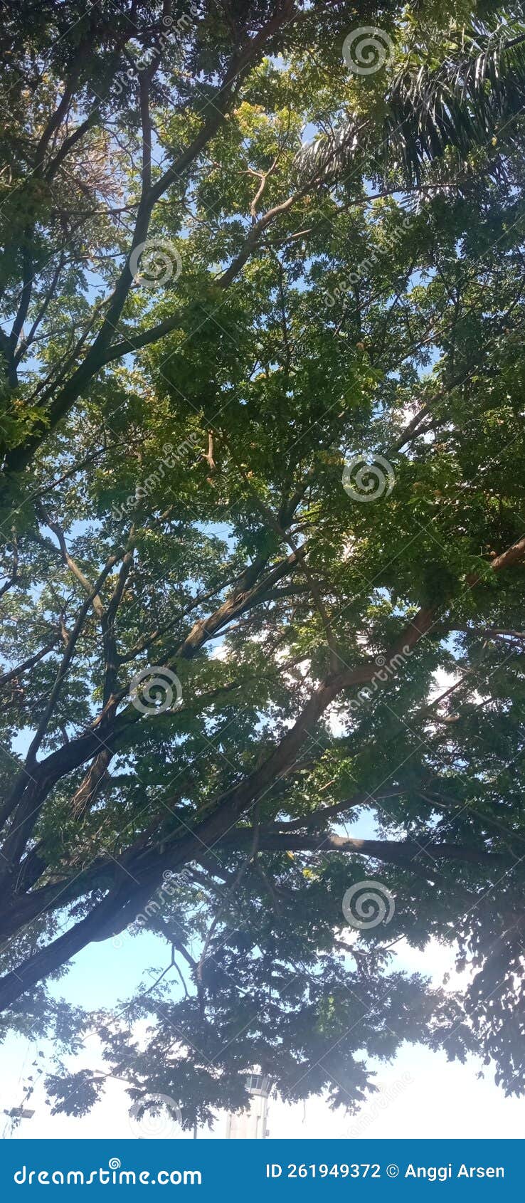 Big tree and wind stock photo. Image of tree, wind, green - 261949372