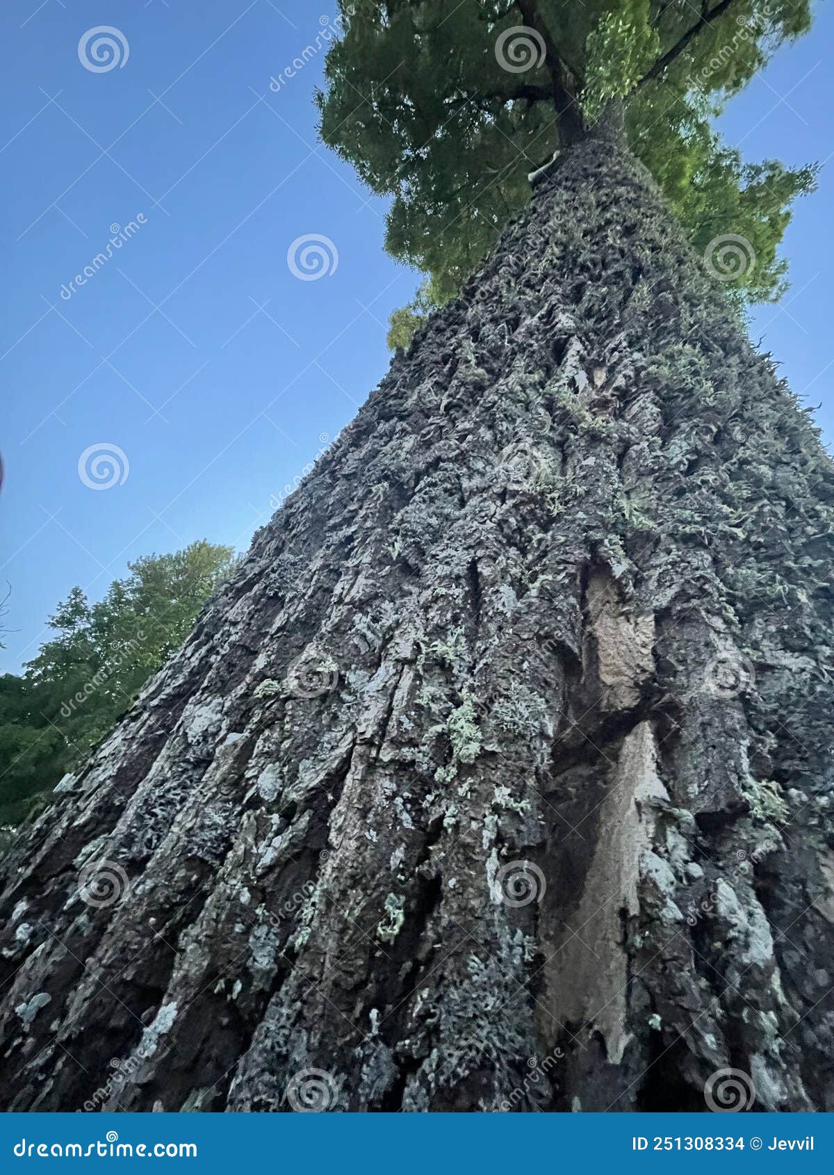 The big tree in the wood stock photo. Image of plateau - 251308334
