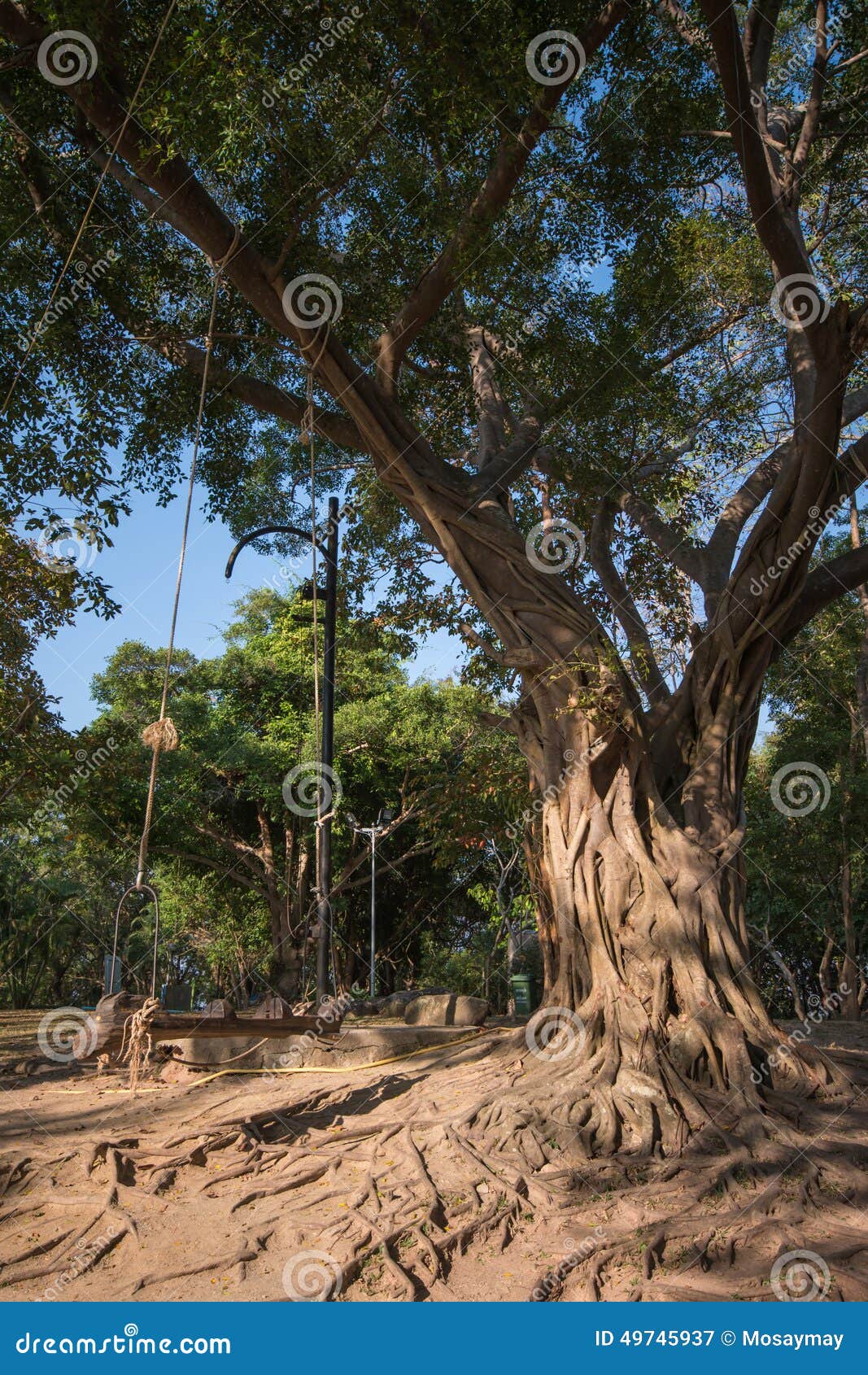 Big tree with wood swing stock image. Image of swing - 49745937