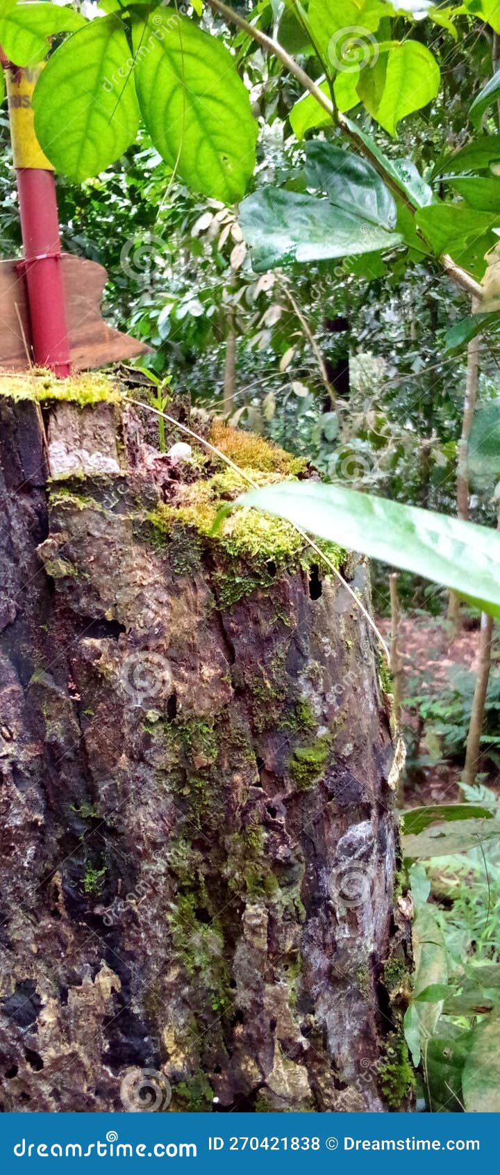 Big Tree Wooden Structure in Forest Stock Photo - Image of jungle ...