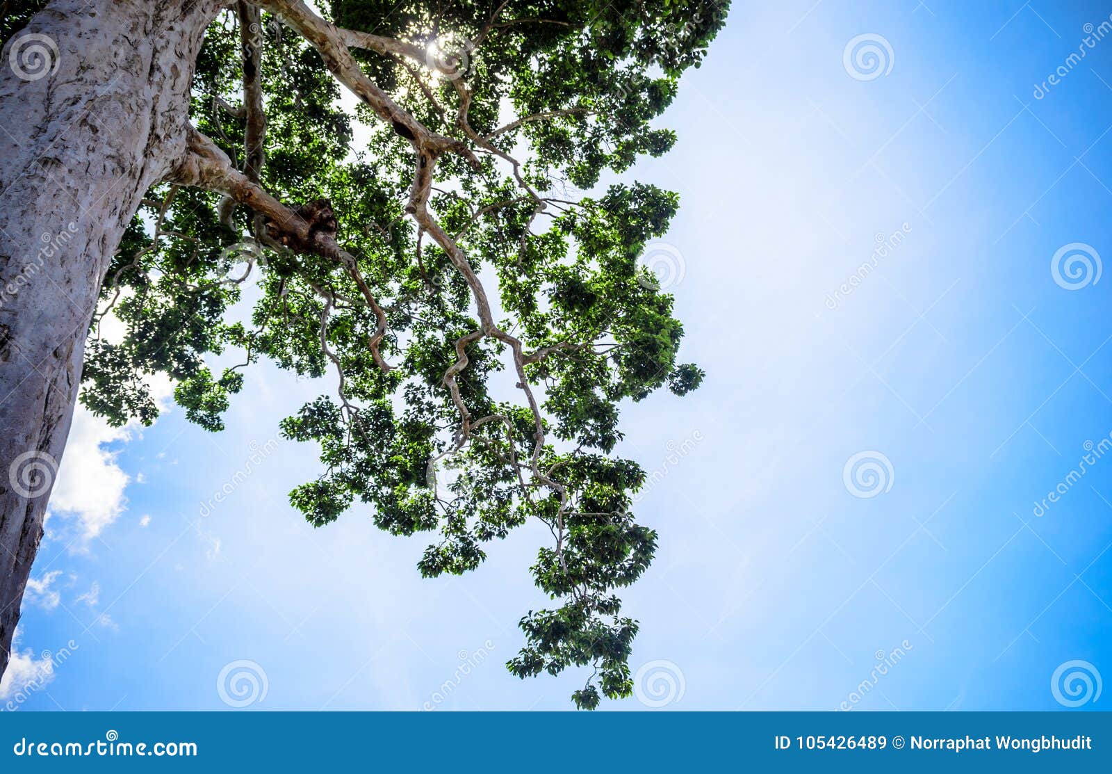 Big Tree stock image. Image of sunlight, daylight, wild - 105426489