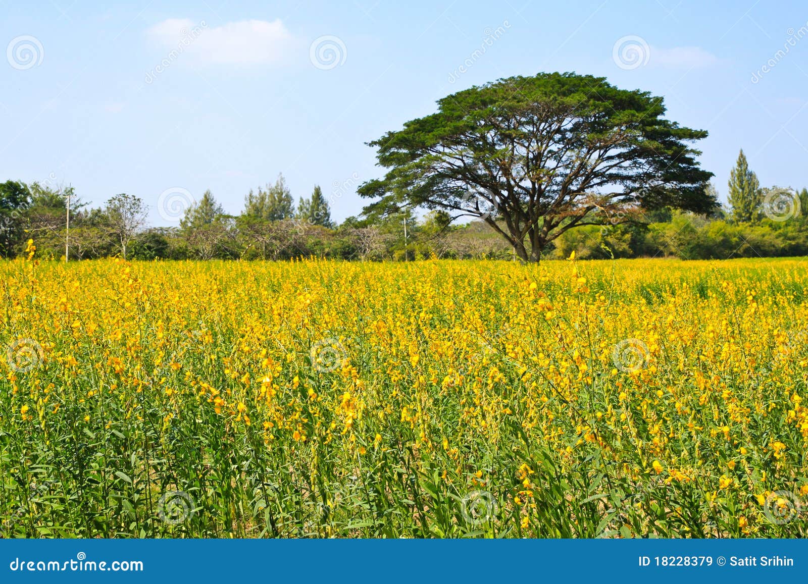 Big Tree in the Yellow Flower Farm Stock Image - Image of peace, heaven ...