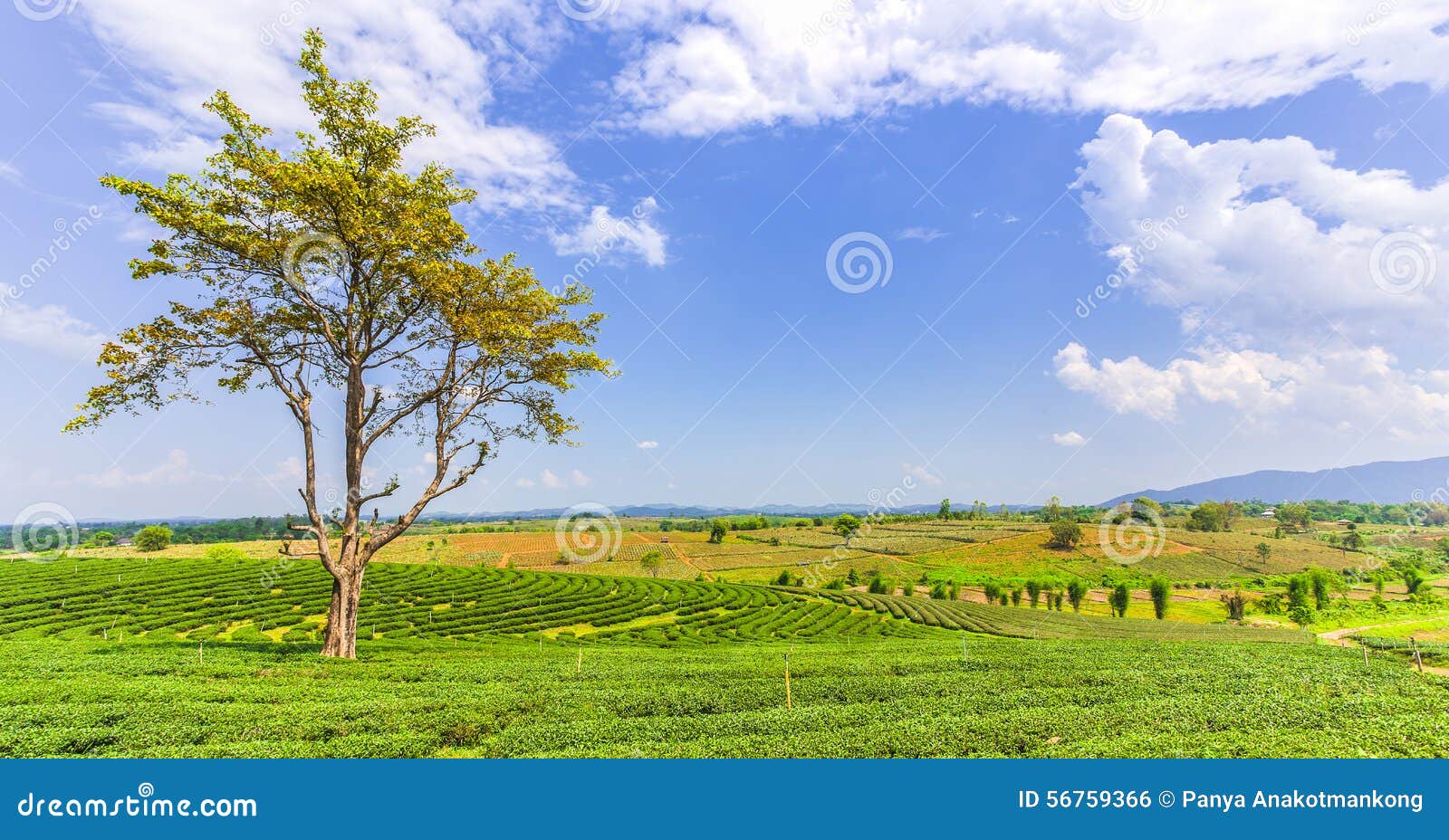 Big Tree Yellow in Tea Plantation. Stock Photo - Image of branch ...