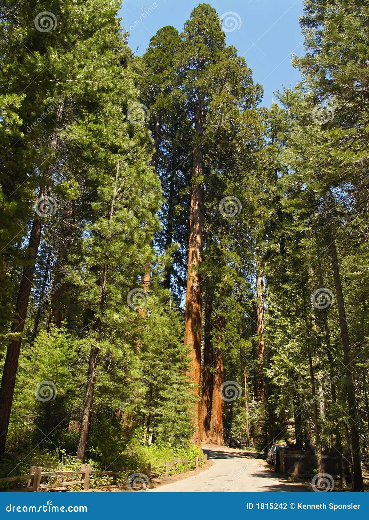 Big Trees stock photo. Image of giant, redwoods, california - 1815242