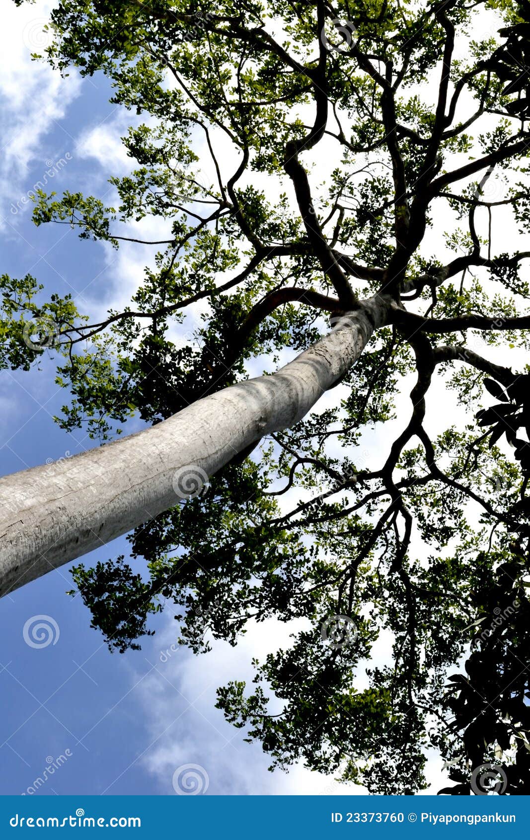 Big Trees stock photo. Image of awesome, nature, autumn - 23373760
