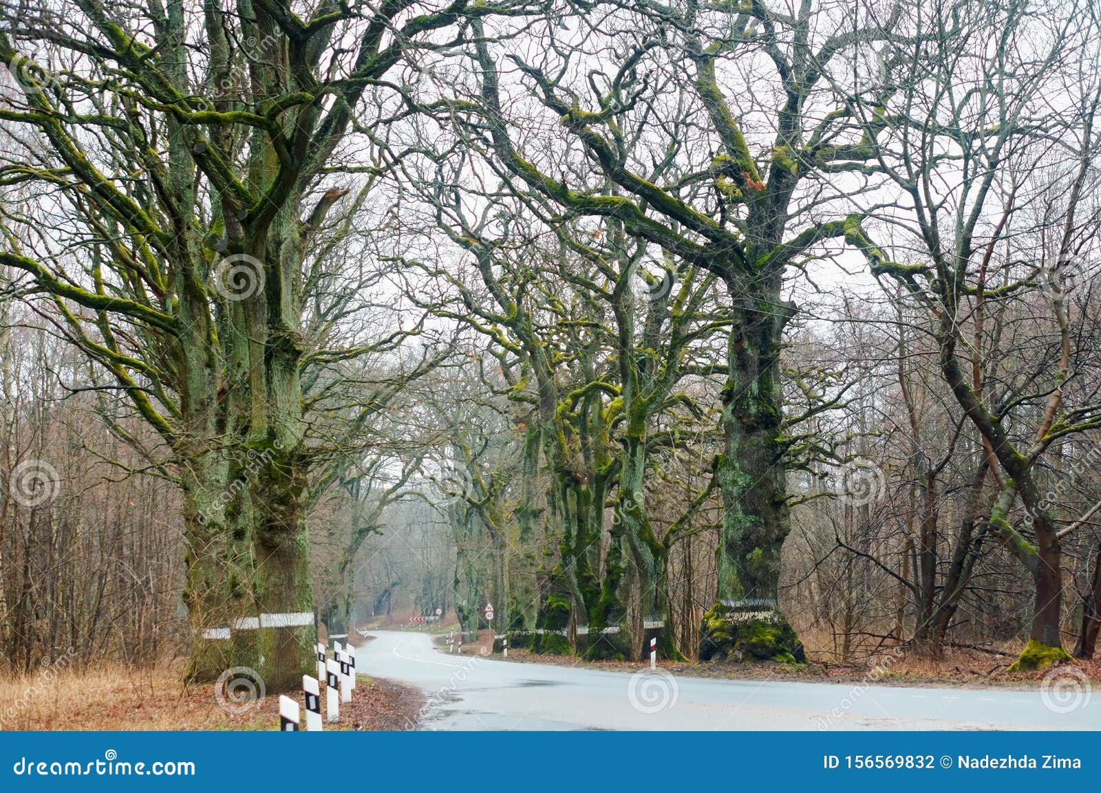 Big Trees Along the Road, Roadside Alley of Old Trees Stock Photo ...
