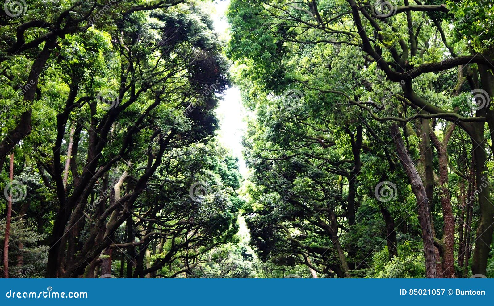 Big Trees Along the Walkway Stock Image - Image of light, walkway: 85021057