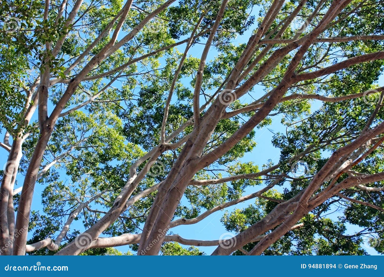 Big Trees at Balboa Park, San Diego Stock Photo - Image of plant, bloom ...