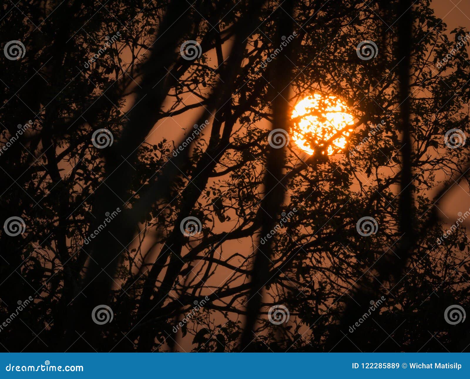Big Trees Block Out the Sun Stock Image - Image of golden, country ...