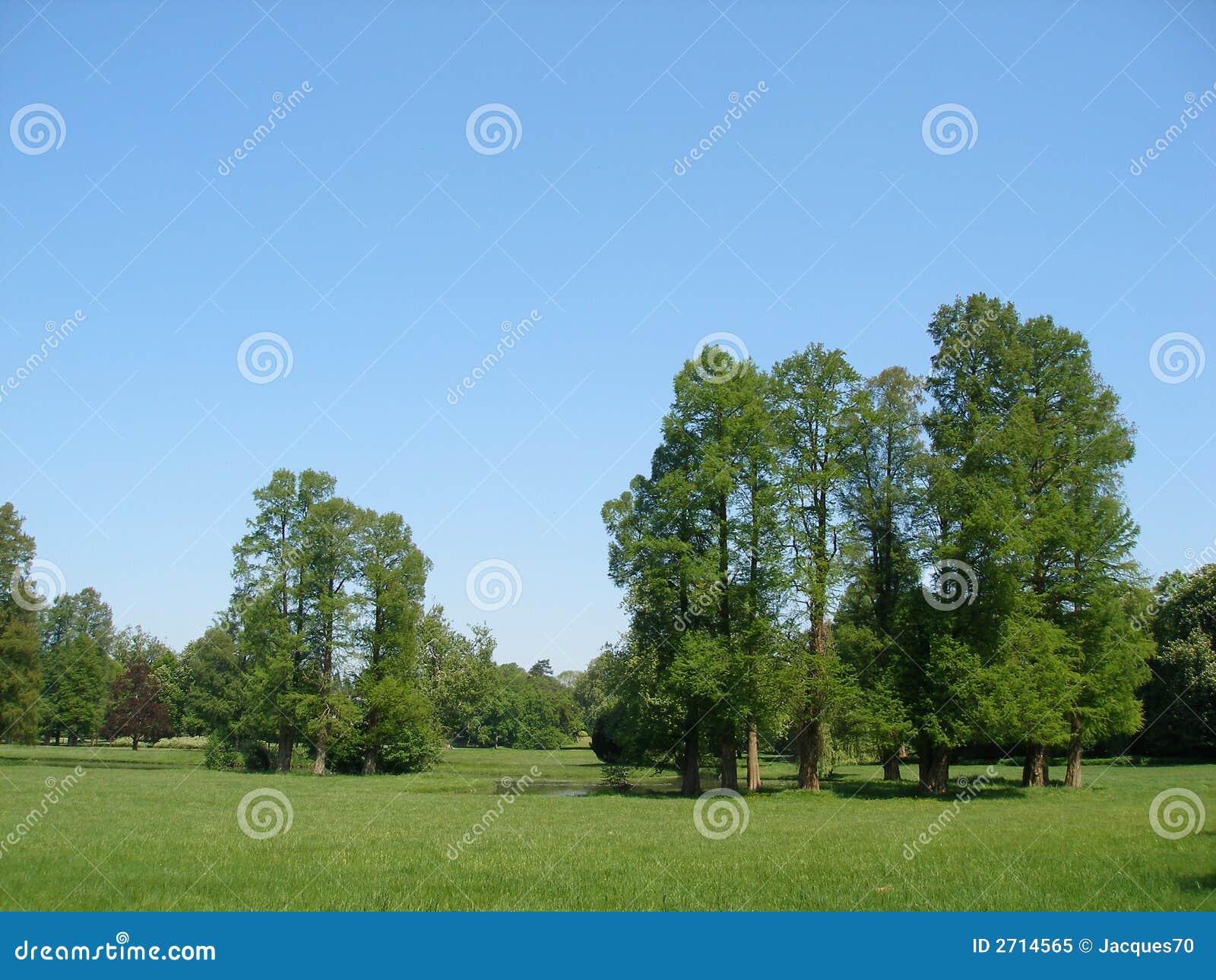 Big trees & blue sky stock image. Image of plants - 2714565