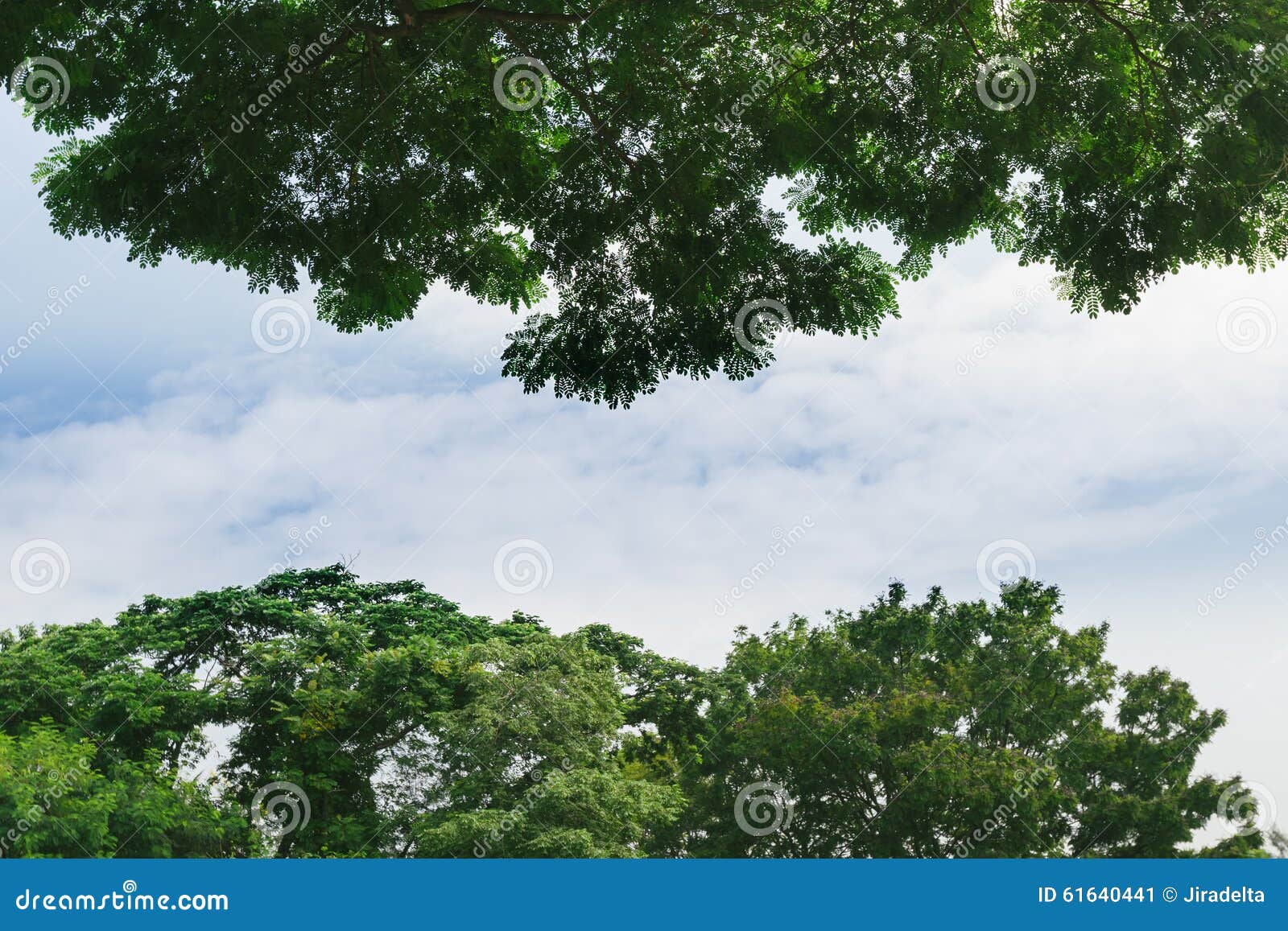Big Trees with Blue Sky stock image. Image of tree, nature - 61640441