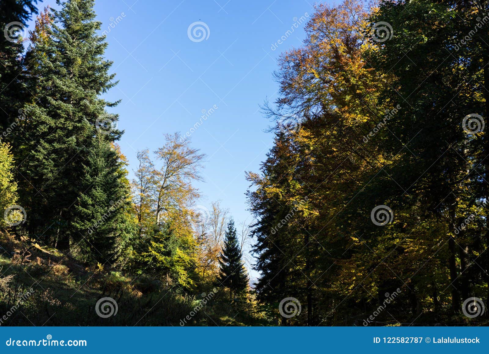 Big Trees and Blue Sky Low Angle View in Forest Stock Image - Image of ...