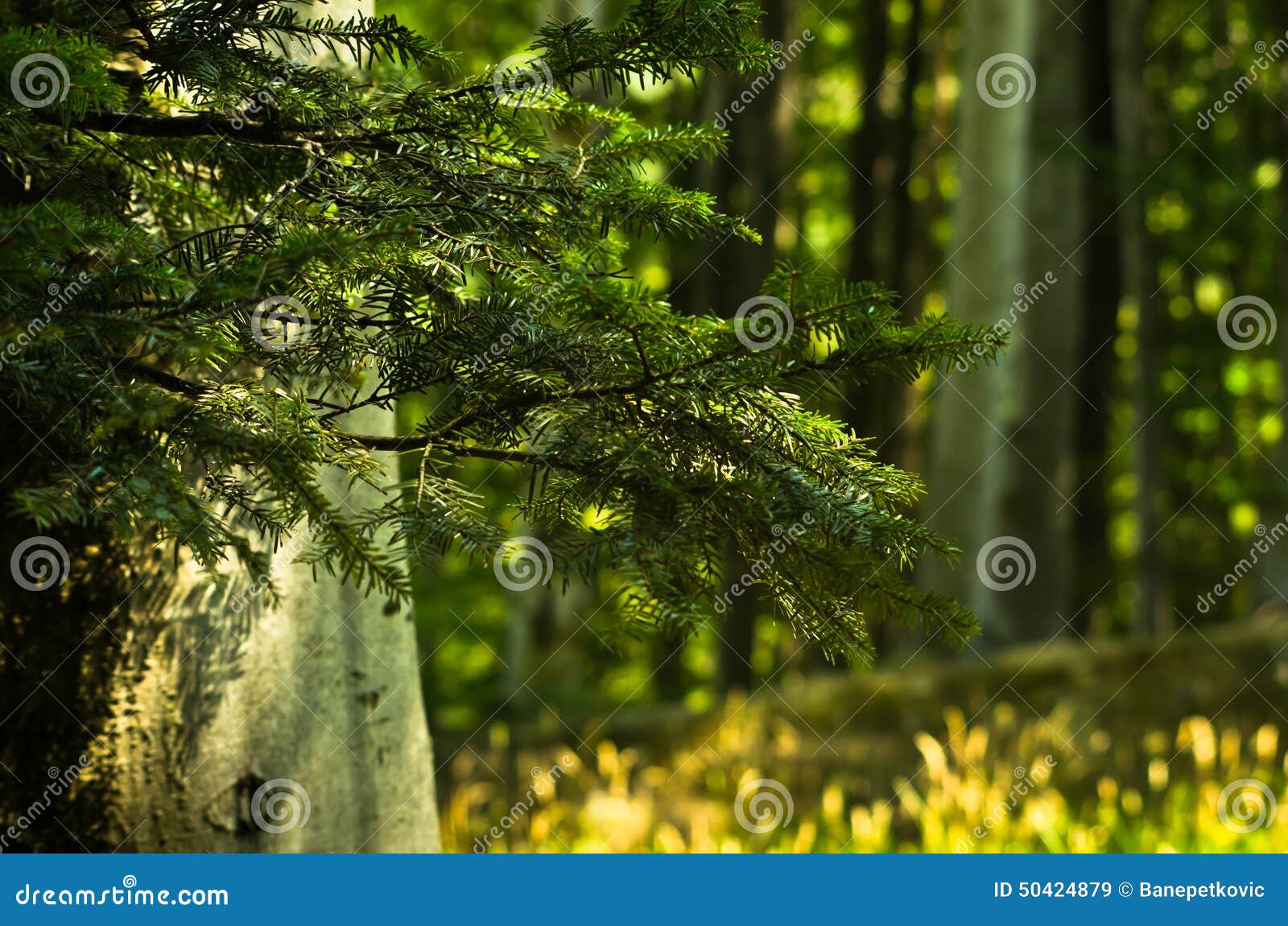 Big Trees and Brances in a Dense Forest Stock Image - Image of ...